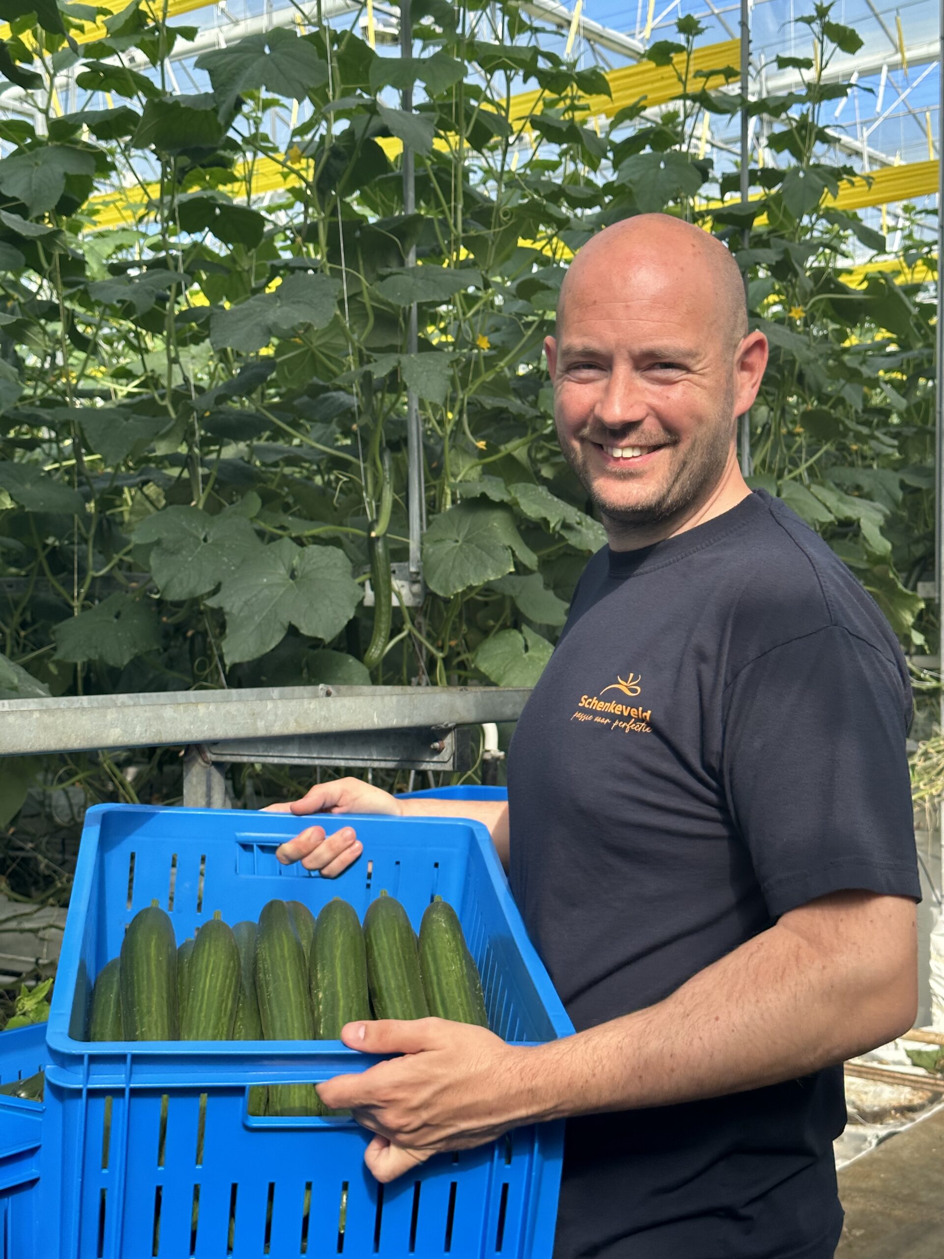 Tomaten én komkommers van Schenkeveld – Growers United